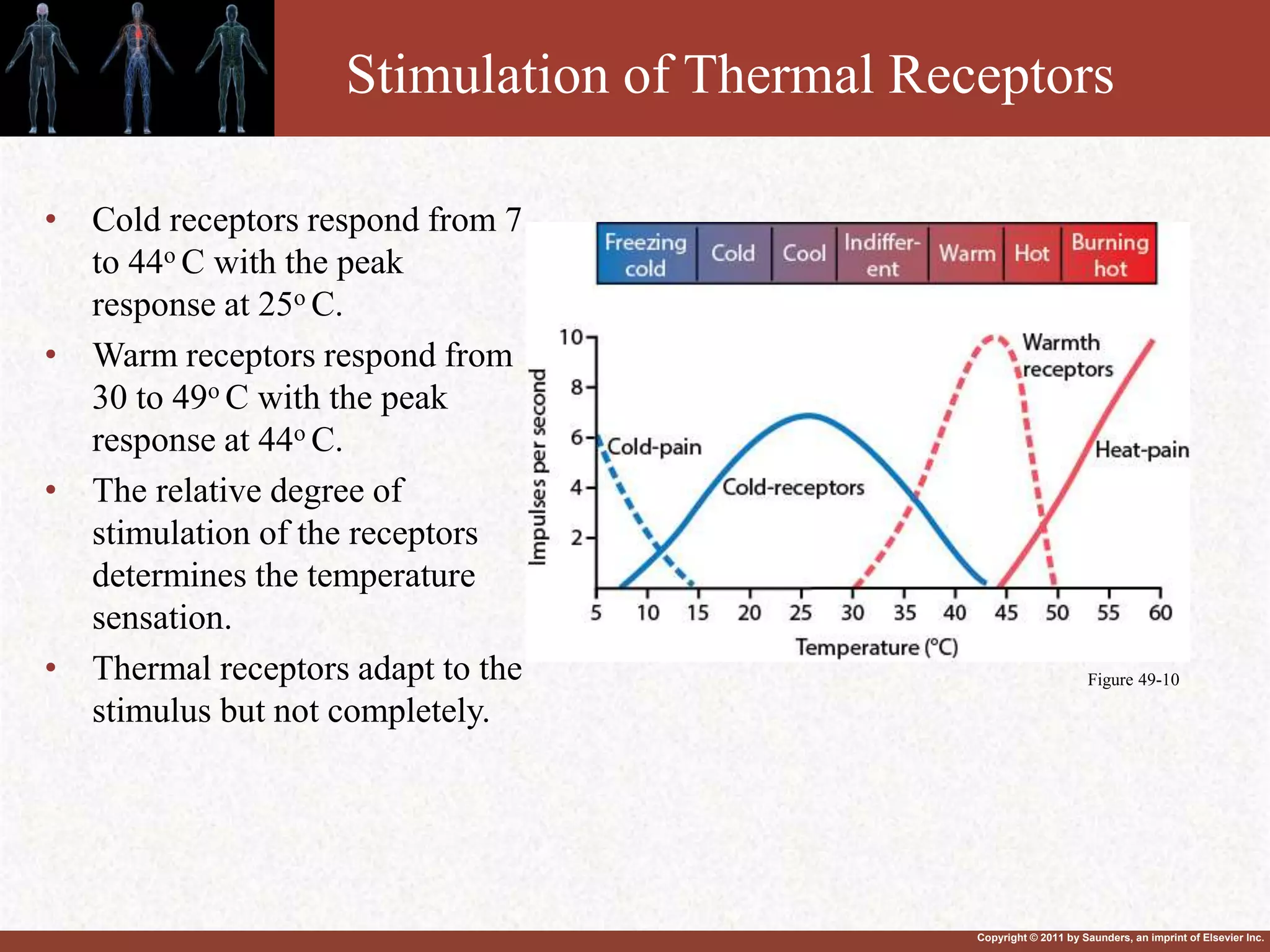 Pain and thermal sensations | PPT