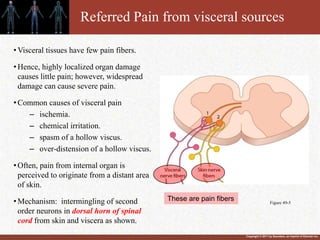 Pain and thermal sensations | PPT