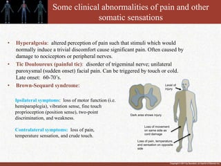 Pain and thermal sensations | PPT