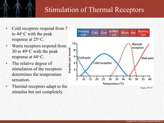 Pain and thermal sensations | PPT
