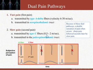 Pain and thermal sensations | PPT