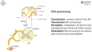 PAIN & pain pathway ,who analgesic ladder.pptx