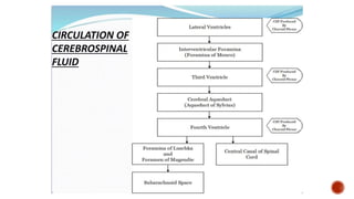 Physiology of Pain – Somatic, Visceral and referred reflexes | PPTX