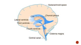 Physiology of Pain – Somatic, Visceral and referred reflexes | PPTX