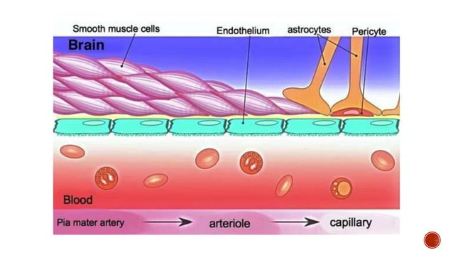 Physiology of Pain – Somatic, Visceral and referred reflexes | PPTX