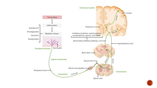 Physiology of Pain – Somatic, Visceral and referred reflexes | PPTX