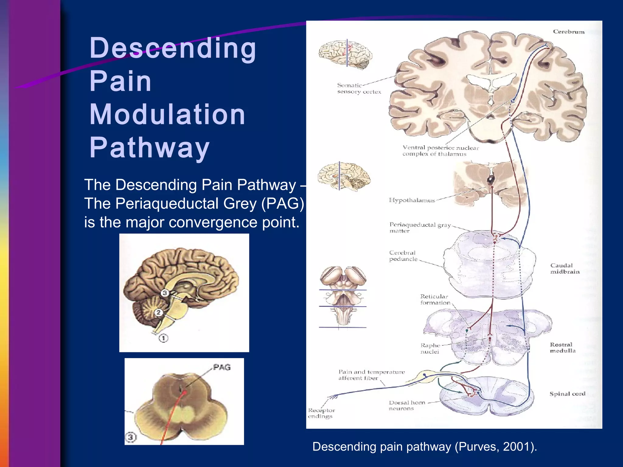 Pain | PPT
