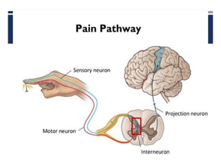 Gate Control Theory Of Pain Diagram