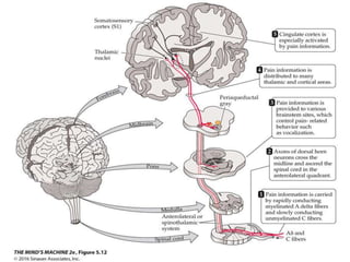 Gate Control Theory Of Pain Diagram
