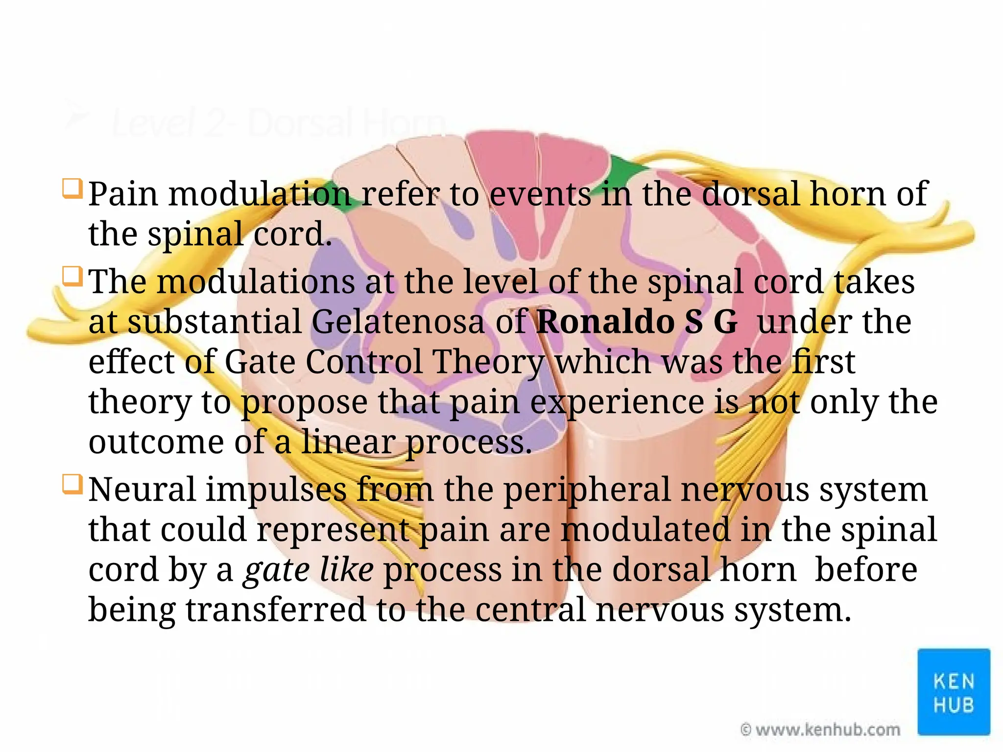 Detailed Explanation of Pain Gate Theory.pptx