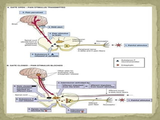 Detailed Explanation of Pain Gate Theory.pptx
