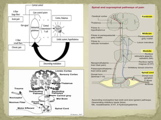 Detailed Explanation of Pain Gate Theory.pptx