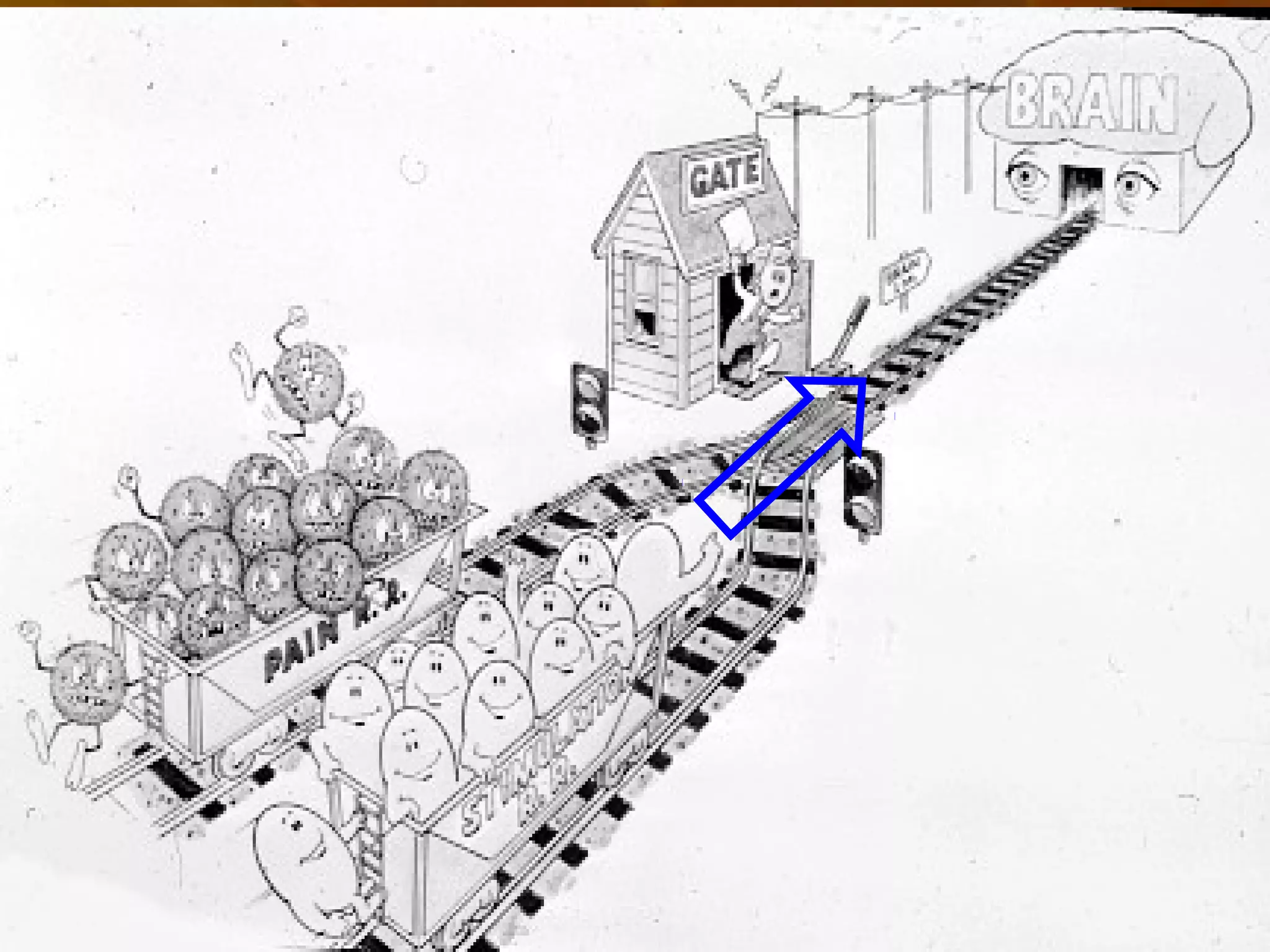 Pain gate theory | PPT