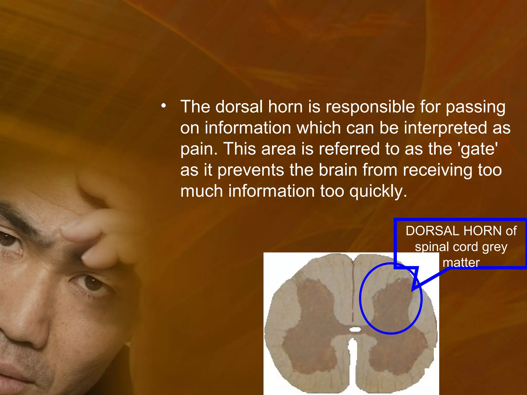 Pain gate theory | PPT