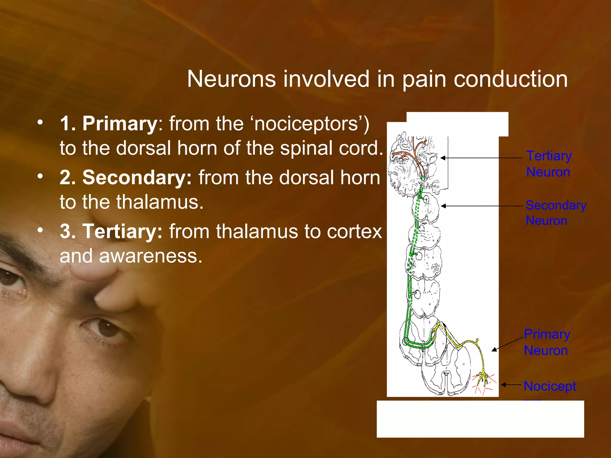 Pain gate theory | PPT