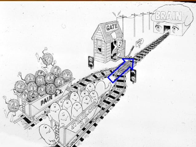 Pain gate theory | PPT