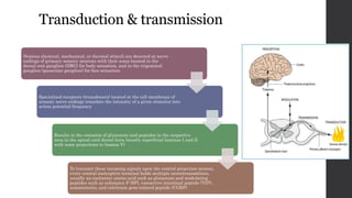 Pain hypersensitivity | PPT