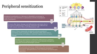 Pain hypersensitivity | PPT