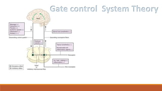 pain_management.ppt