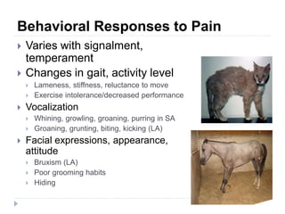 Pain management analgesia review | PPTX