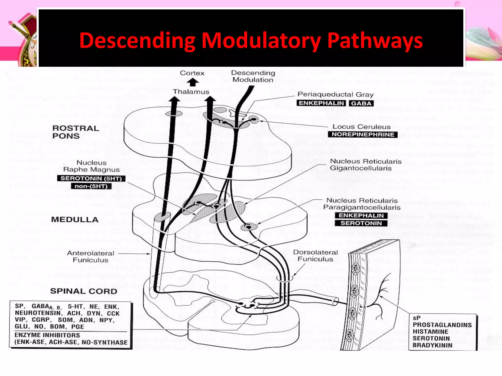 Pain management nursing for student nurses | PDF