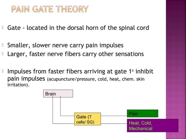 Pain managment with modalities 1 | PPT | Brain and Nervous System ...