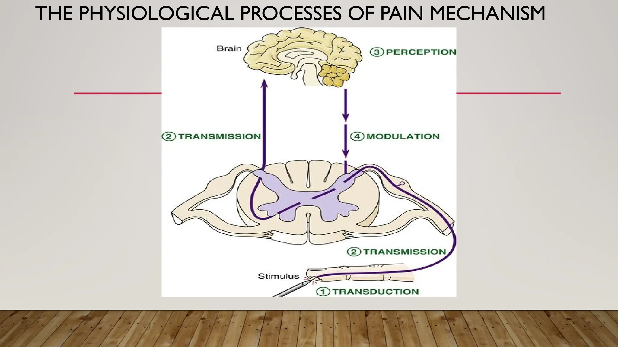 pain mechanisms and assessment of pain .pptx