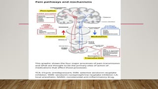 pain mechanisms and assessment of pain .pptx