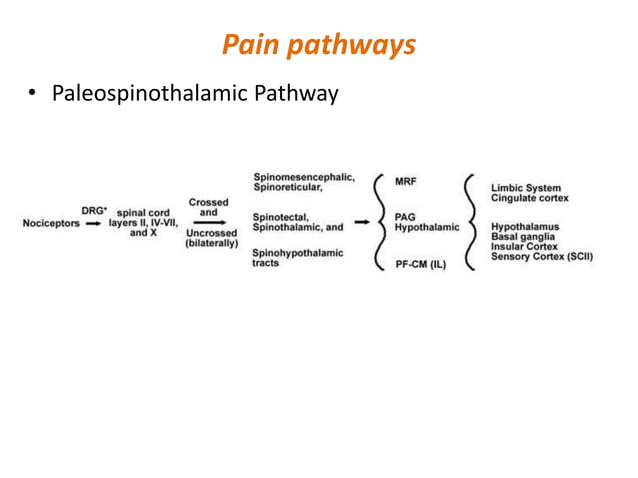 Introduction to Pain pathology | PPTX