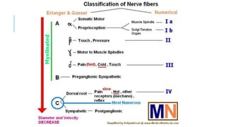 Pain Pathophysiology: Peripheral Sensitization | PPTX
