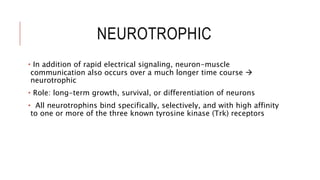Pain Pathophysiology - The Role of Neurotrophic Interactions | PPT