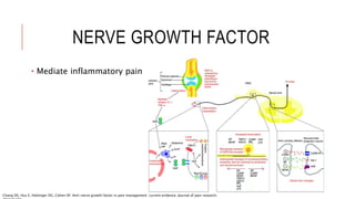 Pain Pathophysiology - The Role of Neurotrophic Interactions | PPTX