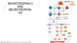 Pain Pathophysiology - The Role of Neurotrophic Interactions | PPTX