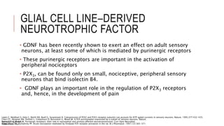 Pain Pathophysiology - The Role of Neurotrophic Interactions | PPT