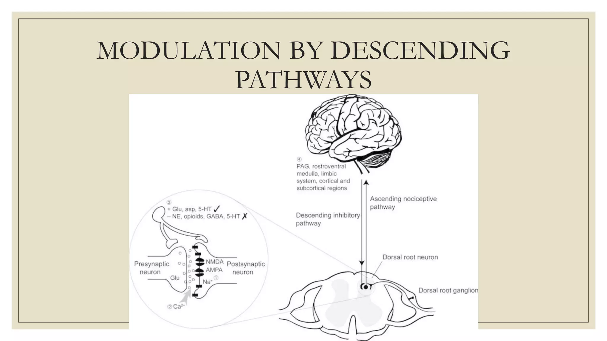 Pain Pathophysiology Overview | PPTX