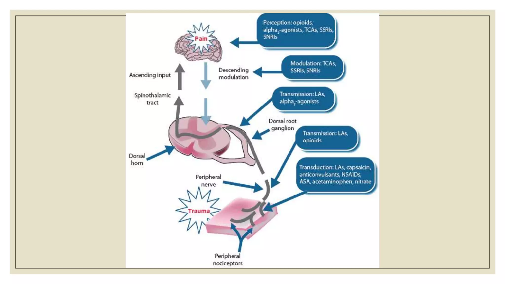 Pain Pathophysiology Overview | PPTX