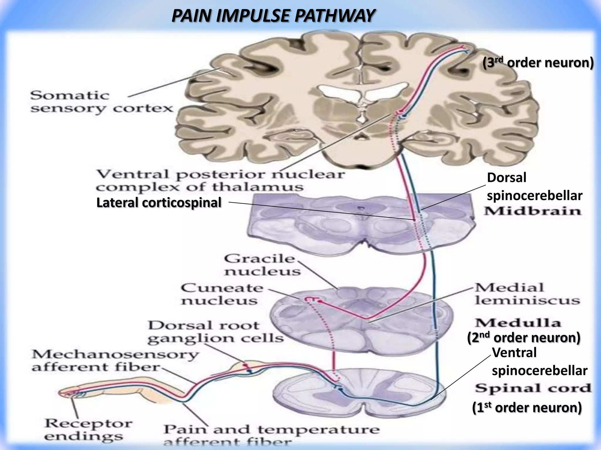 Pain pathway | PPTX