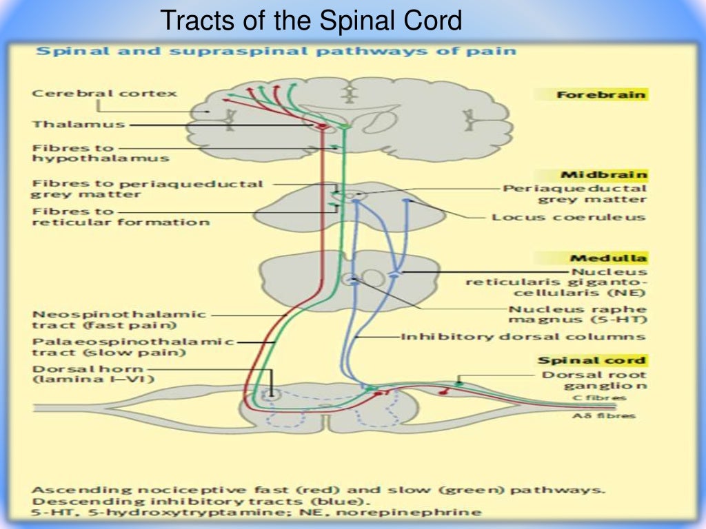 Pain pathway