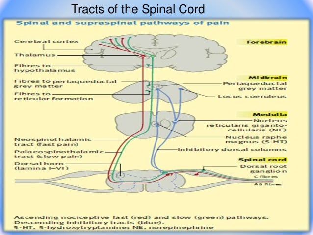 Pain pathway