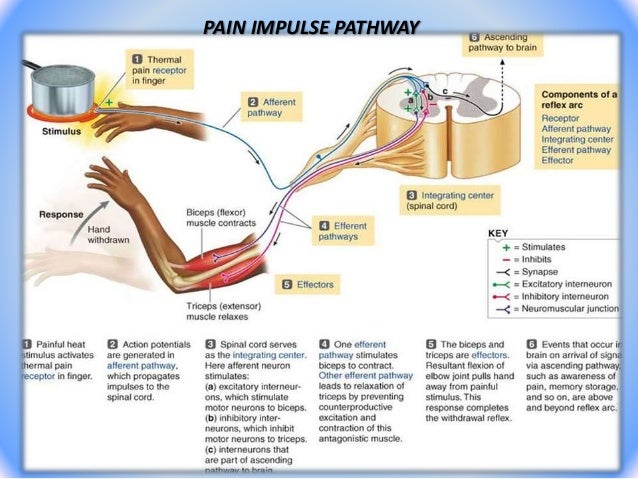 Pain pathway