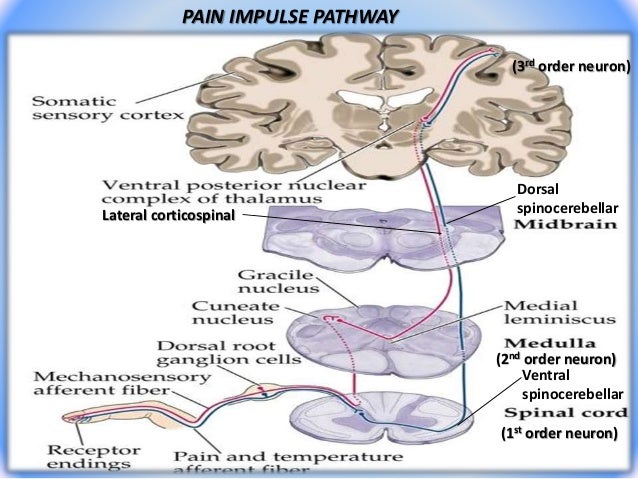 Pain pathway