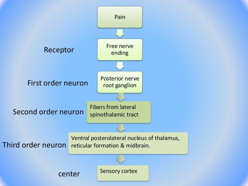 Pain pathway