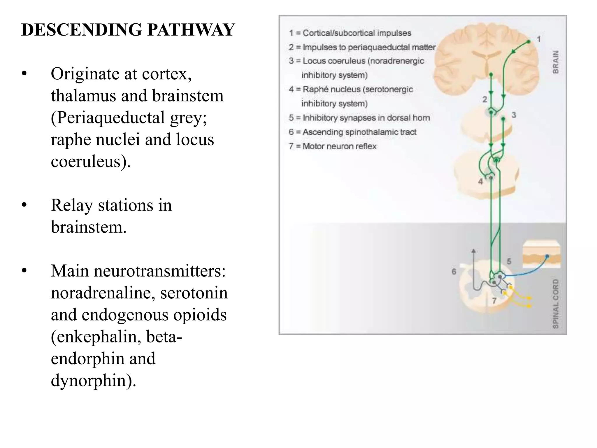 Pain pathway | PPTX