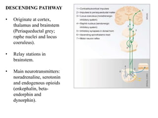 Pain pathway | PPTX