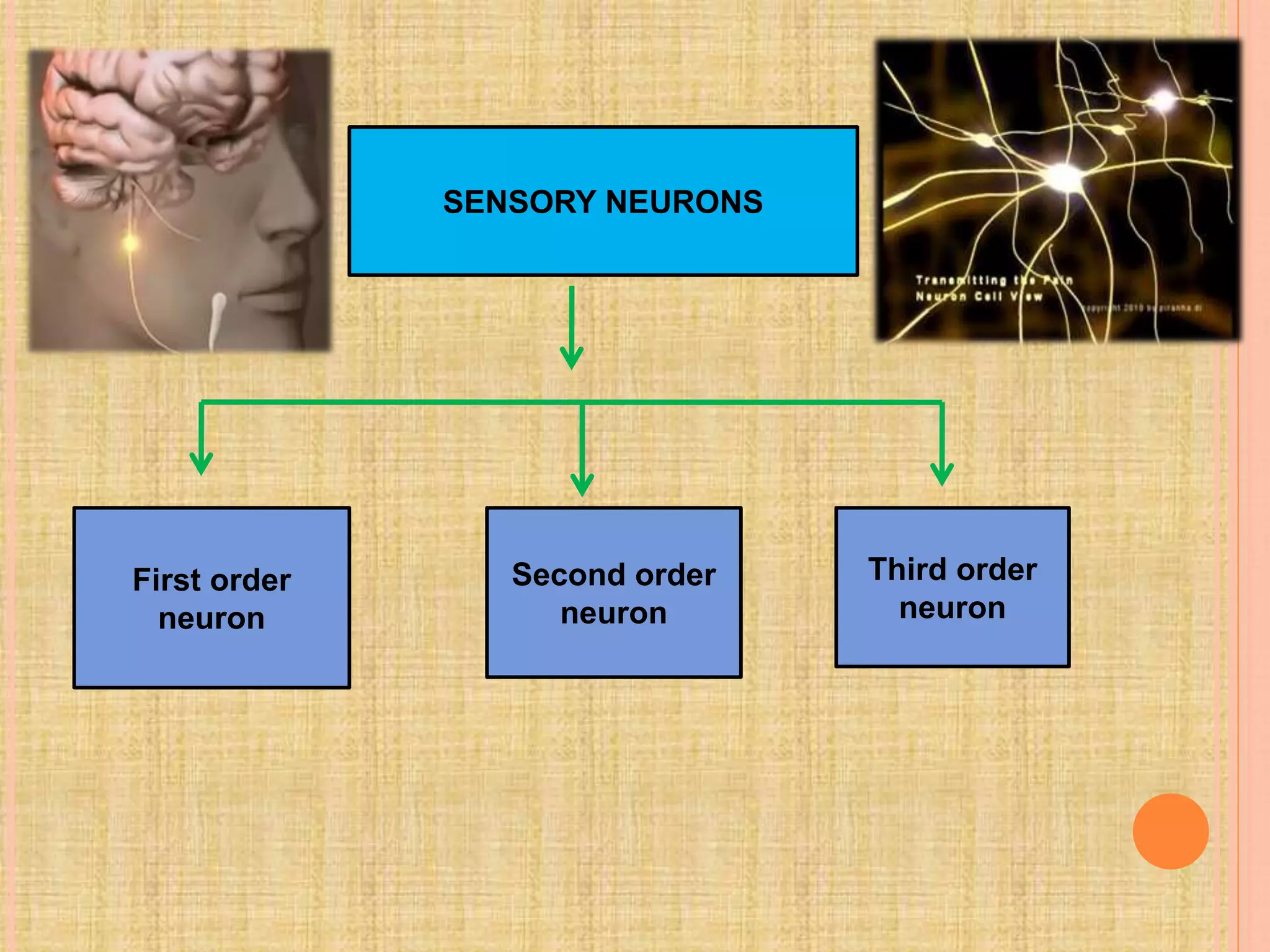 Pain pathway | PPTX