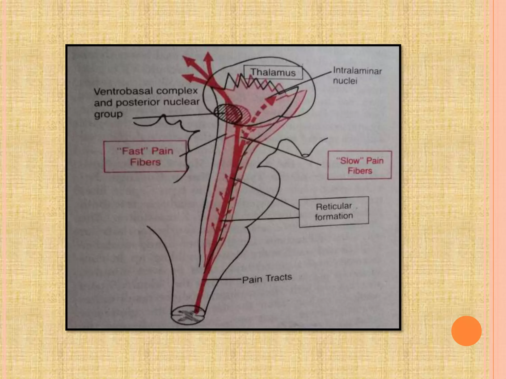 Pain pathway | PPTX