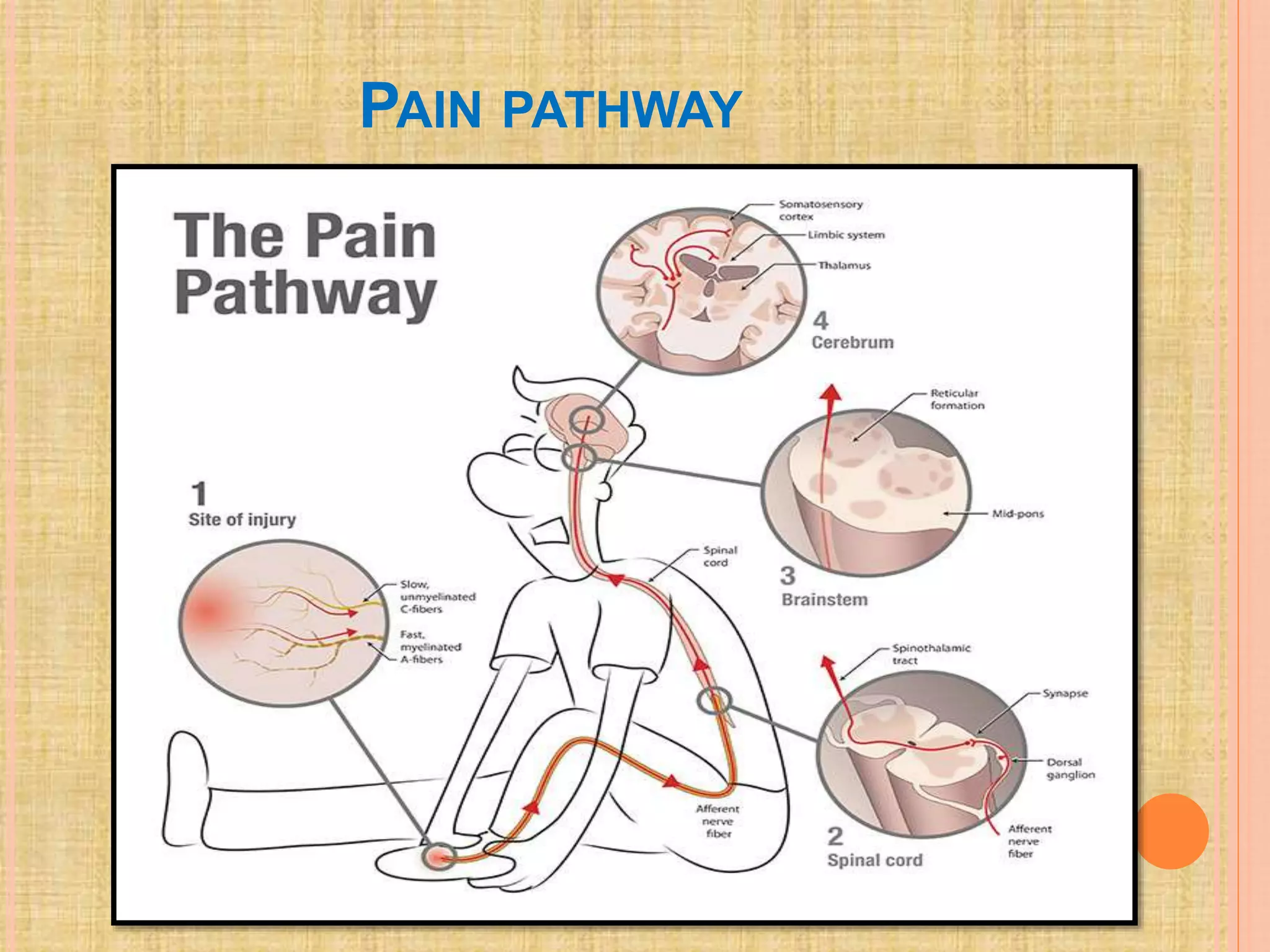 Pain pathway | PPTX