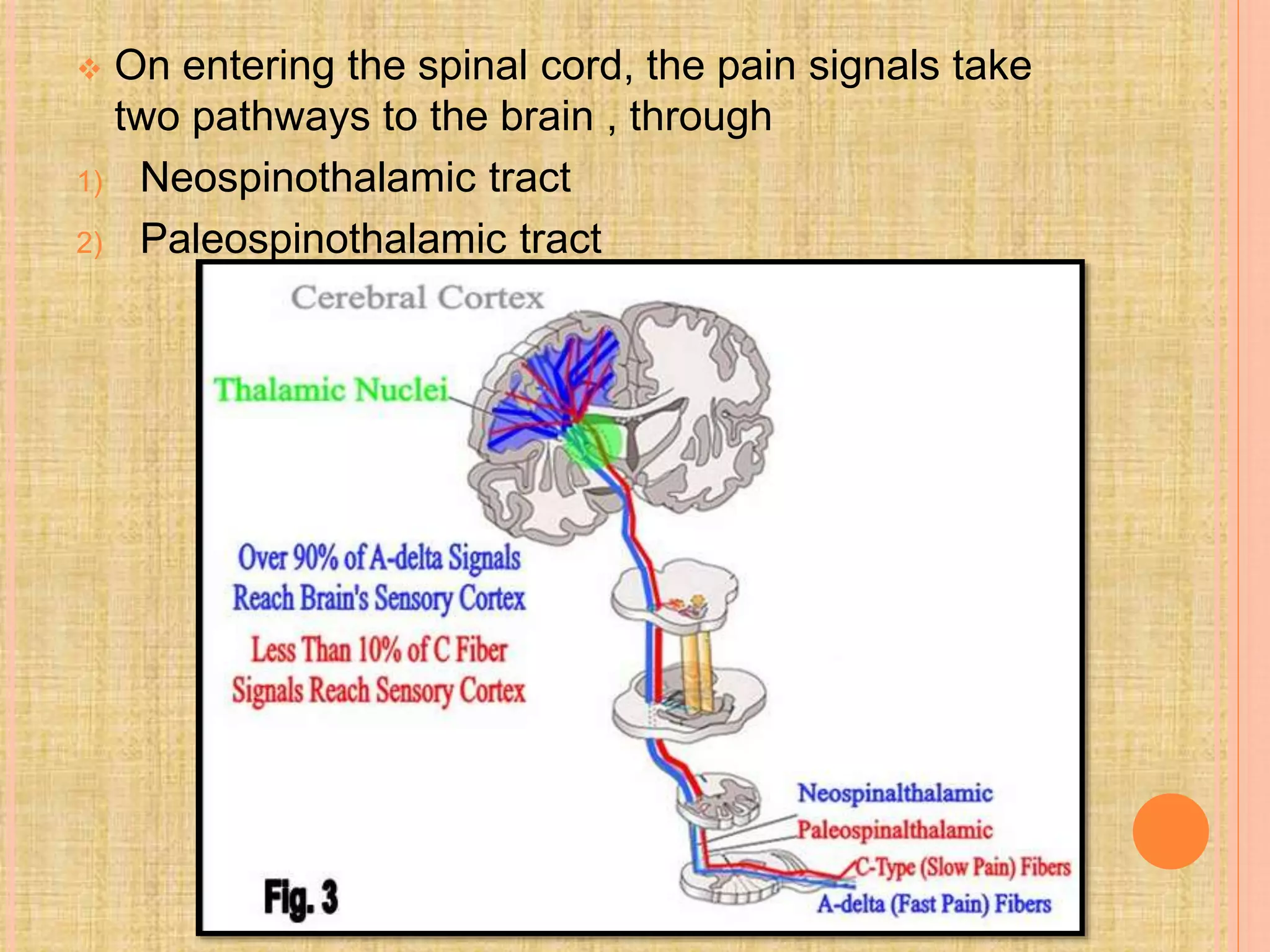 Pain pathway | PPTX