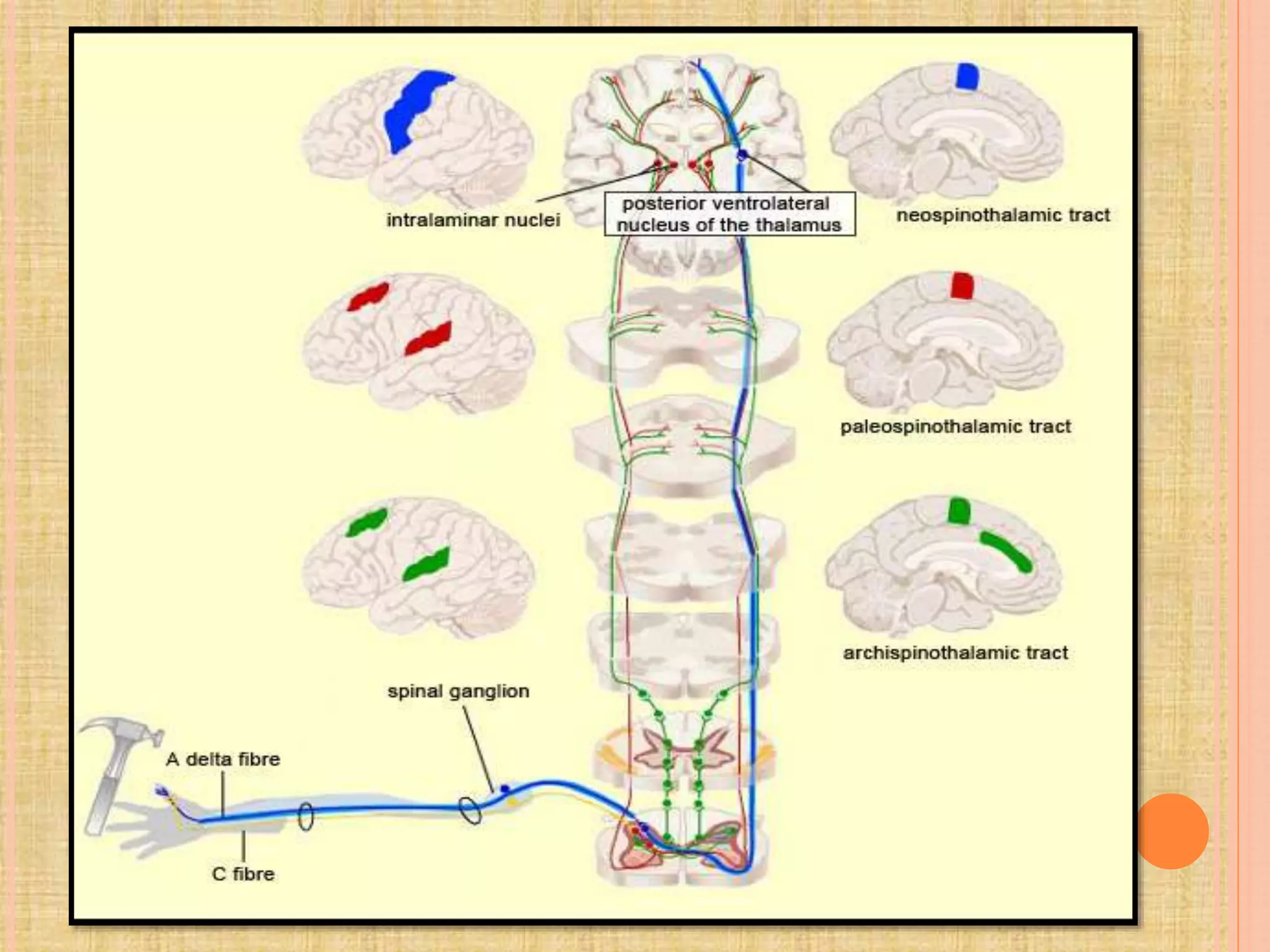 Pain pathway | PPTX