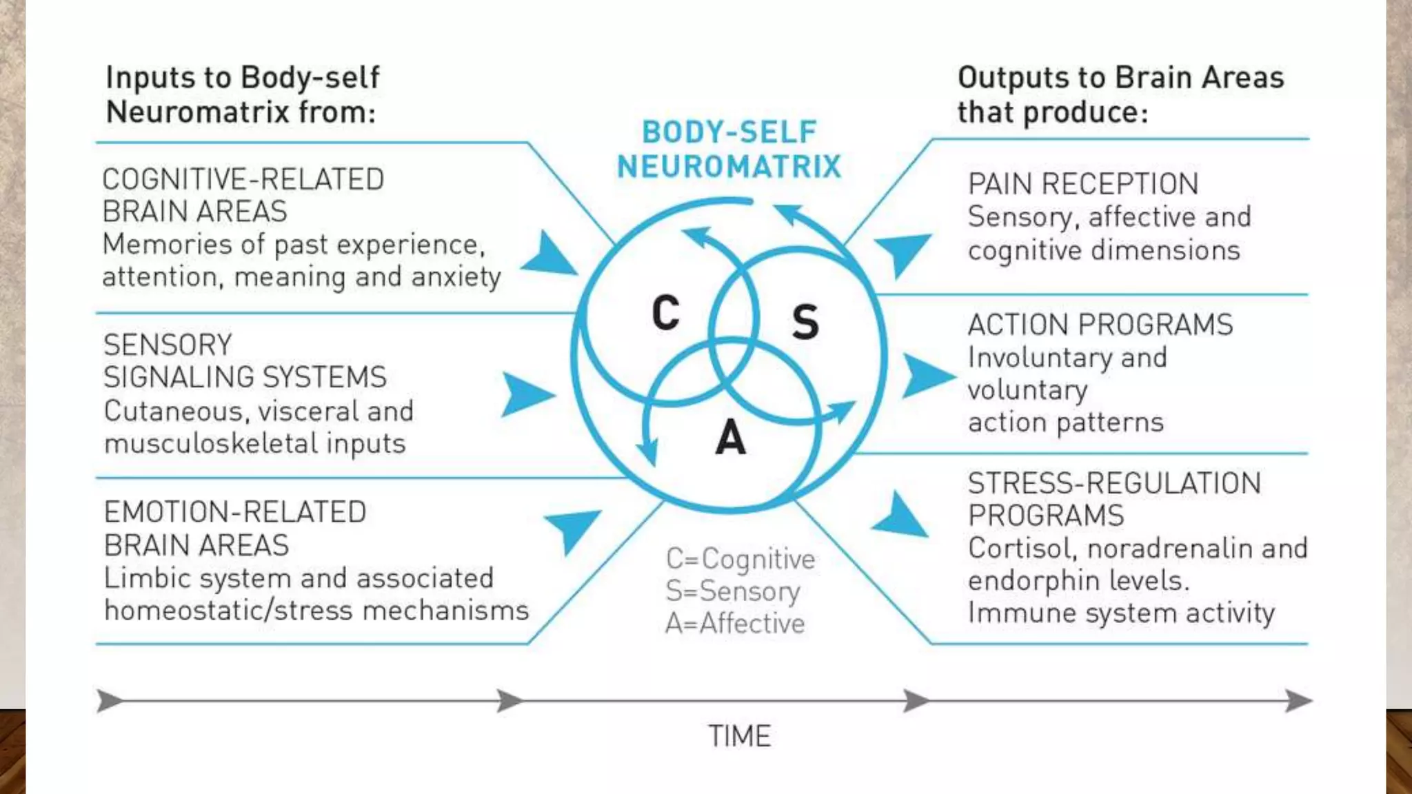 Pain pathway | PPTX | Physical Therapy | Wellness